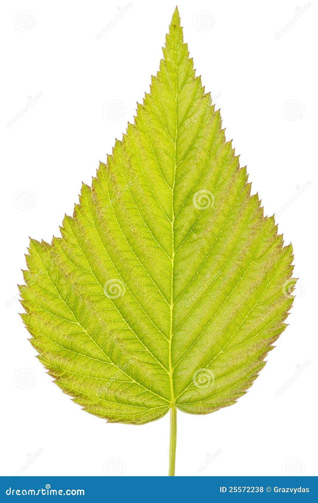 Detailed green leaf stock photo. Image of nature, leaf - 25572238