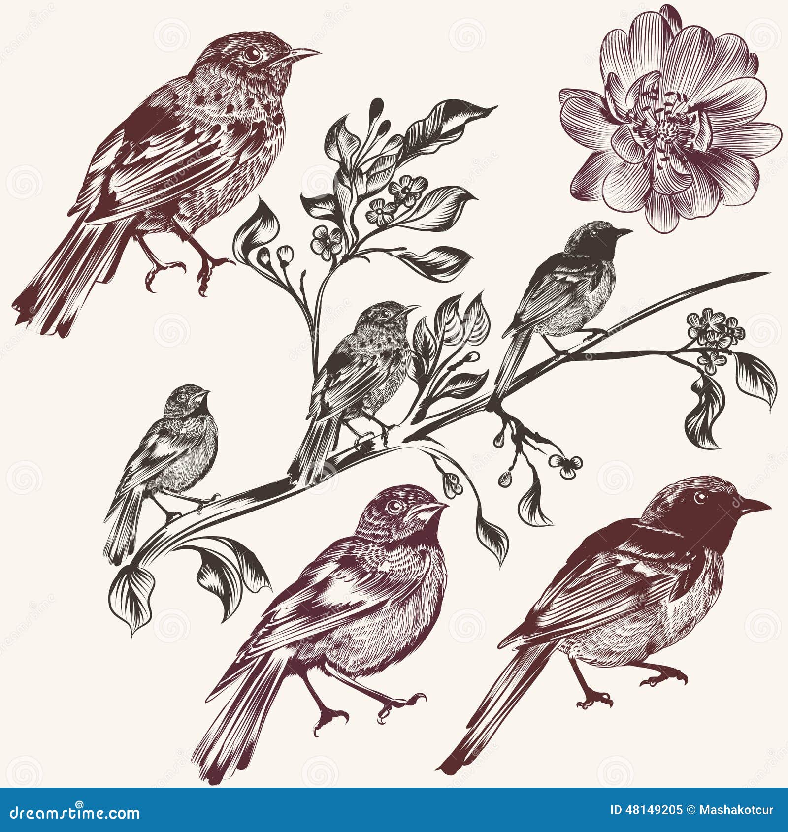 Detailed Hand Drawn Birds Set in Vintage Style Stock Vector ...