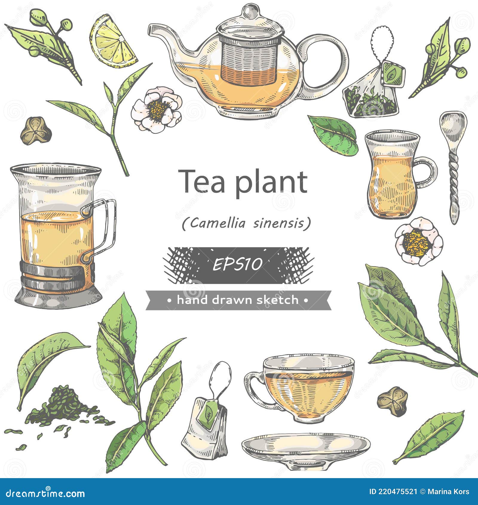 Detailed Hand-drawn Sketch Tea Plant and Cooking Tools. Stock Vector ...