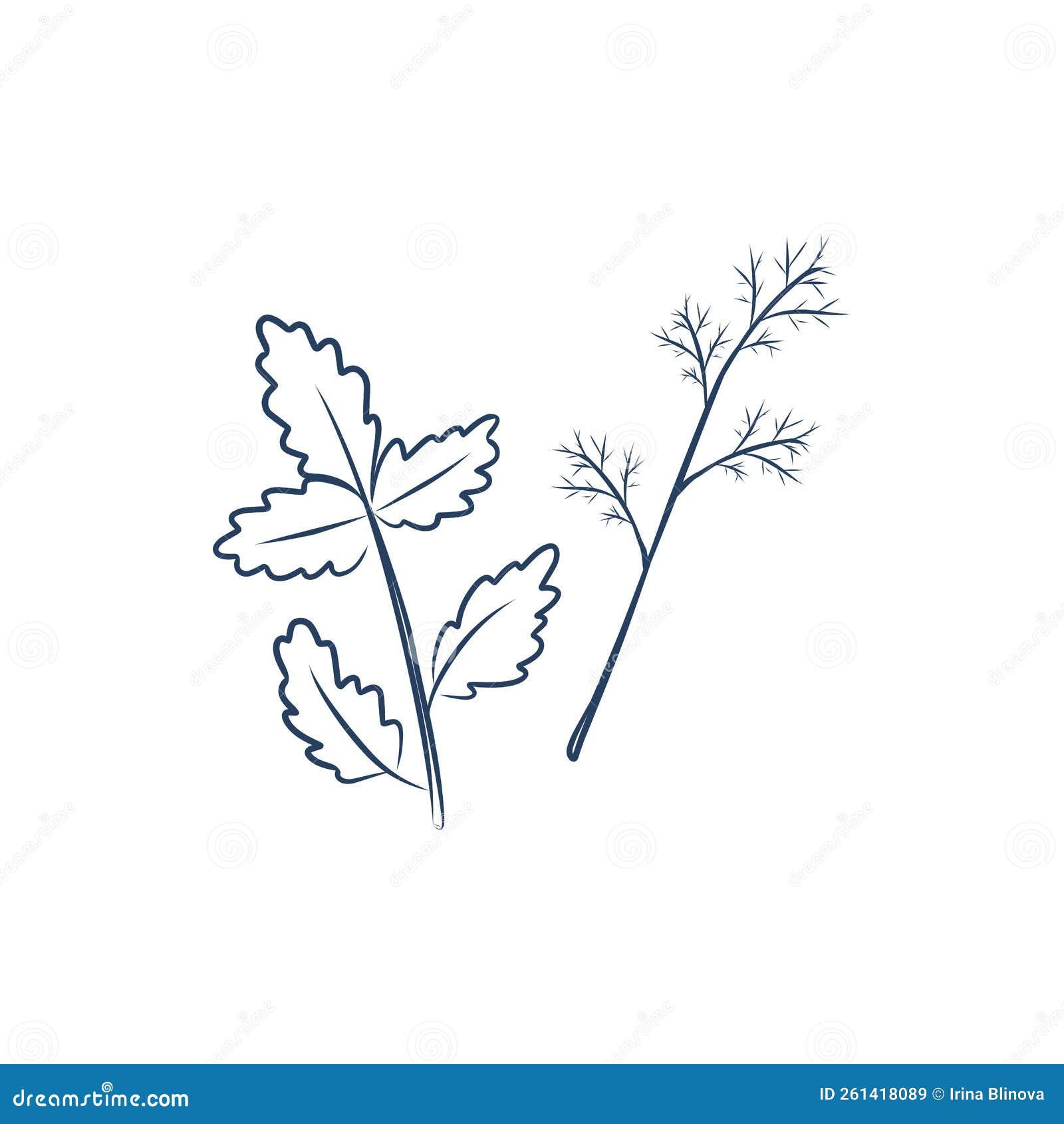 Detailed Hand Drawn Vector Black And White Illustration Of Culinary Herbs Dill Parsley Line