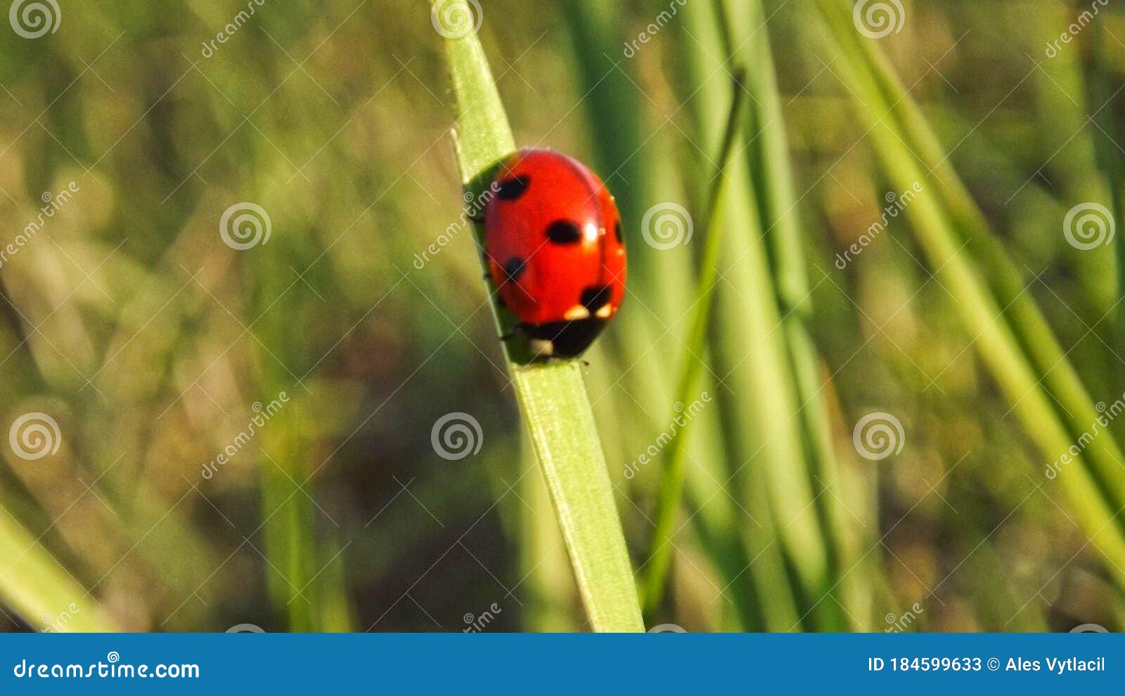 Detailed High Quality Ladybug Stock Photos - Free & Royalty-Free Stock ...