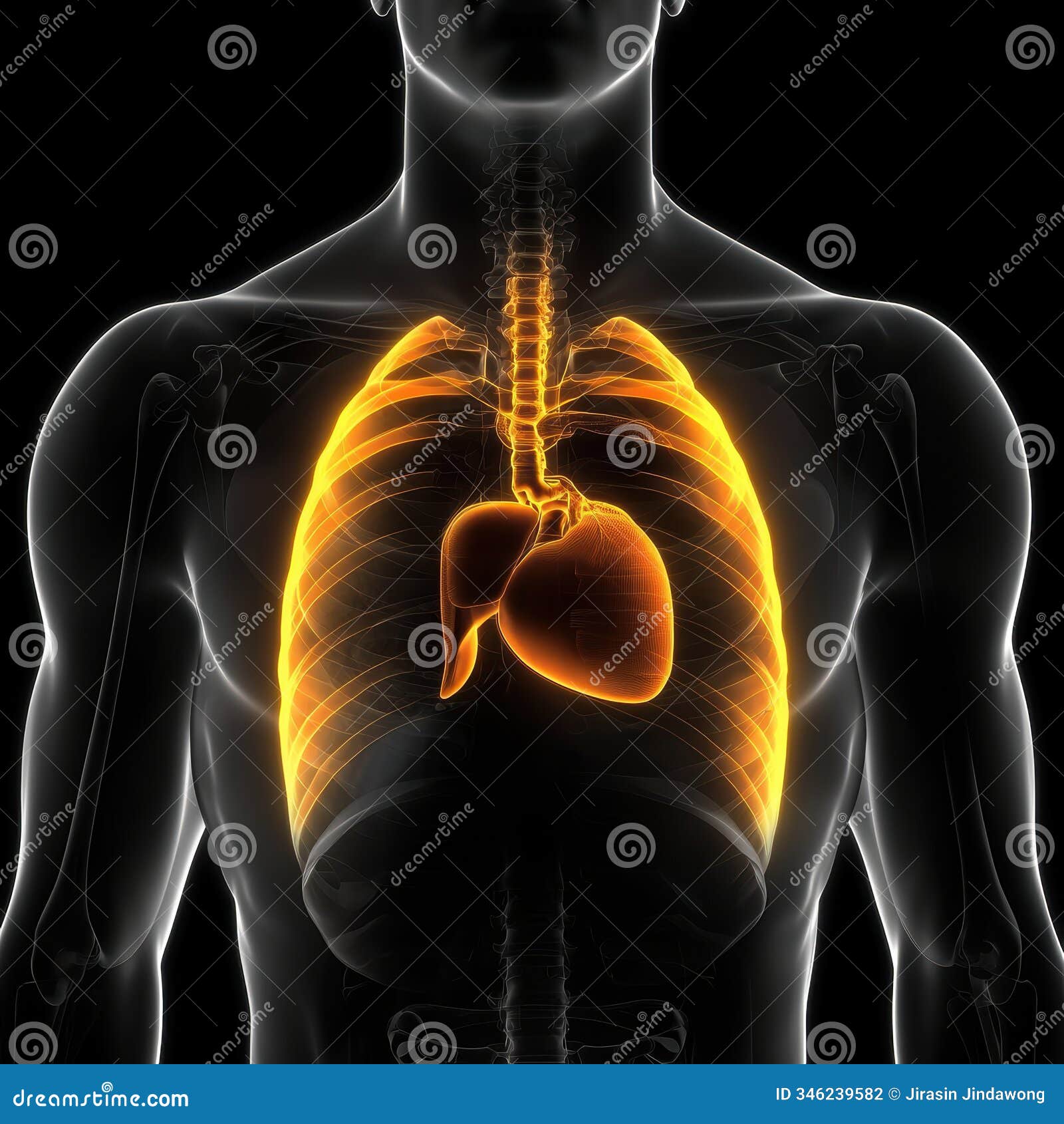 Detailed Human Anatomy Illustration of Lungs and Respiratory System ...