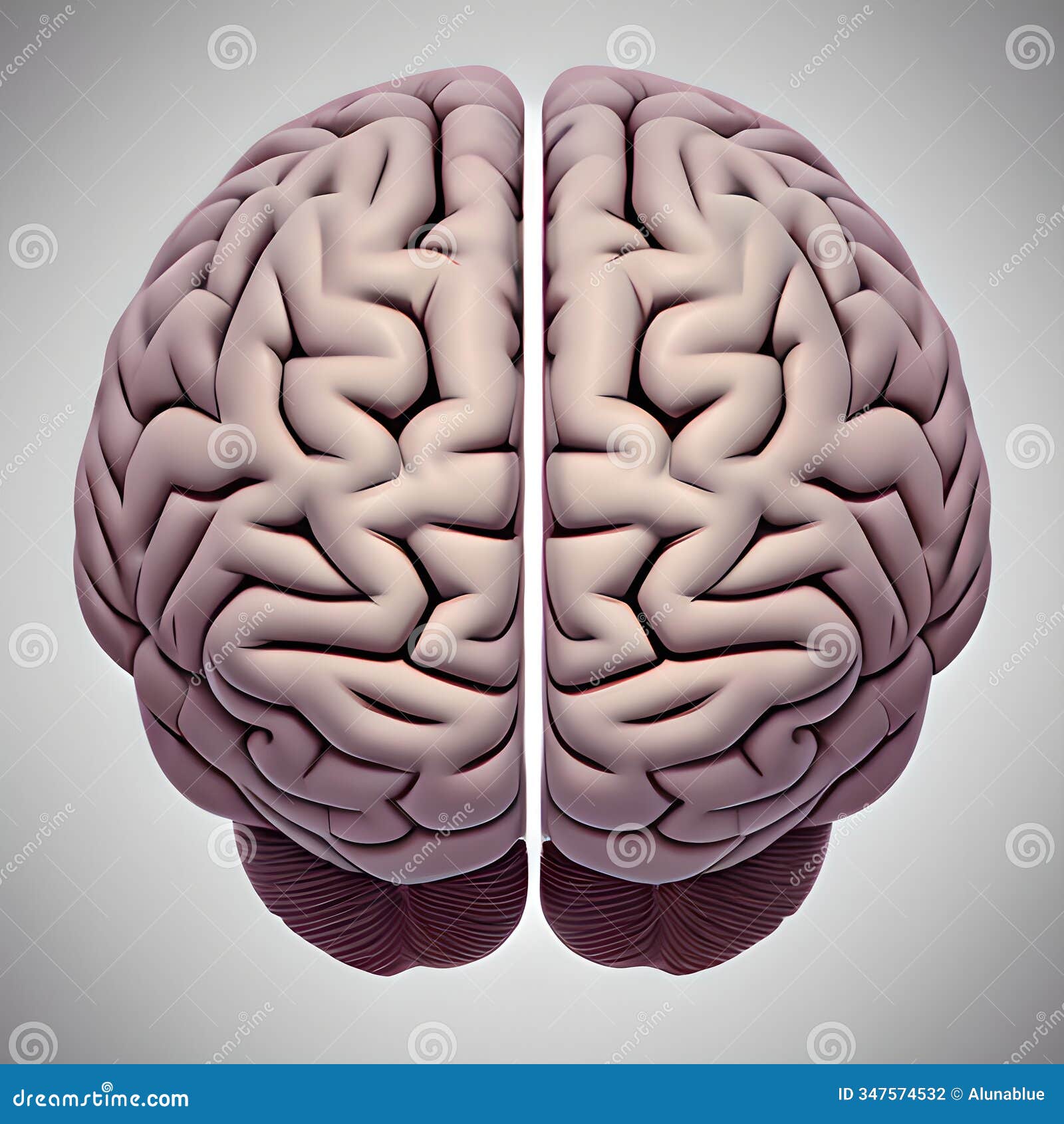 Detailed Human Brain Rendering Stock Photo - Image of wallpaper, lobes ...
