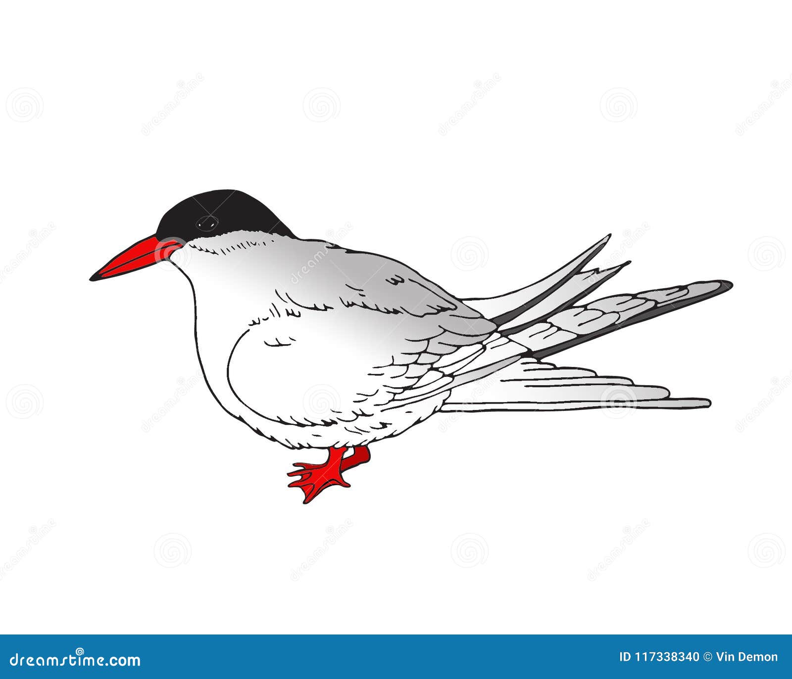 Detailed Illustration of an Arctic Tern Stock Illustration ...