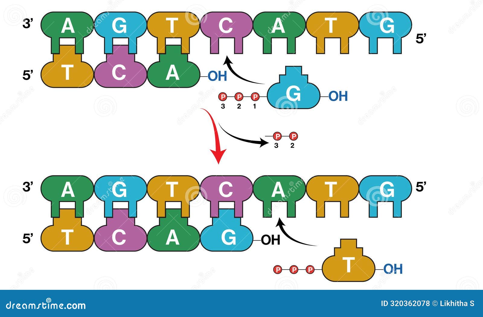 Detailed Illustration Of The Dna Replication Process On A White Background