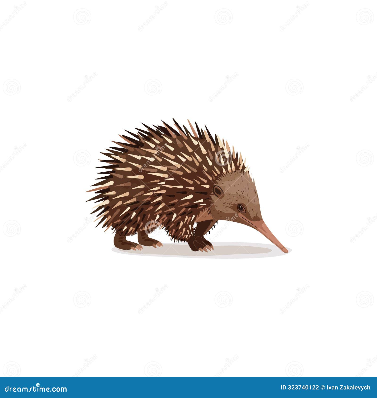 Detailed Illustration of an Echidna. Vector Illustration Design Stock ...