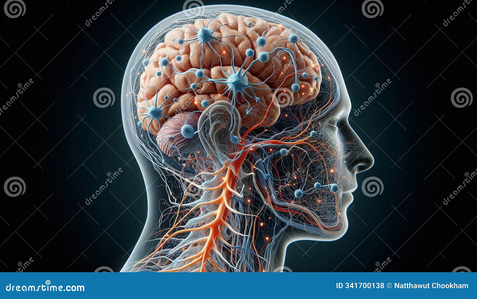 Human Brain and Nervous System Visualization Stock Illustration ...