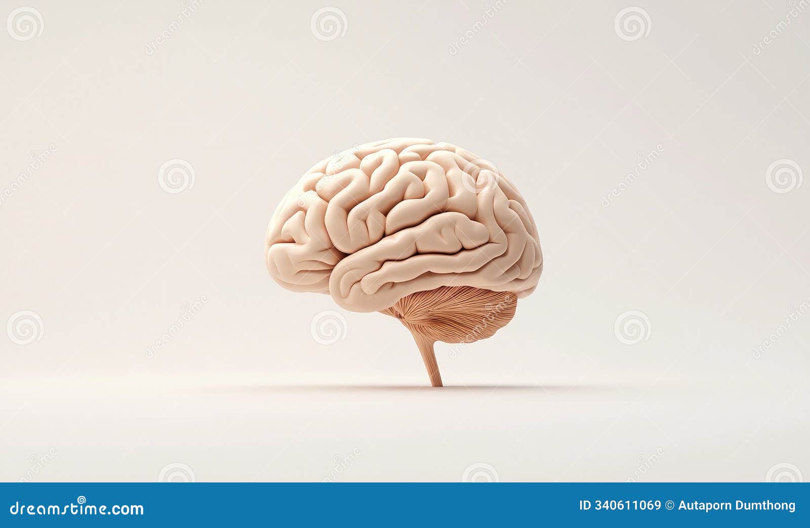 A Detailed Illustration of a Human Brain, Showcasing Its Intricate ...