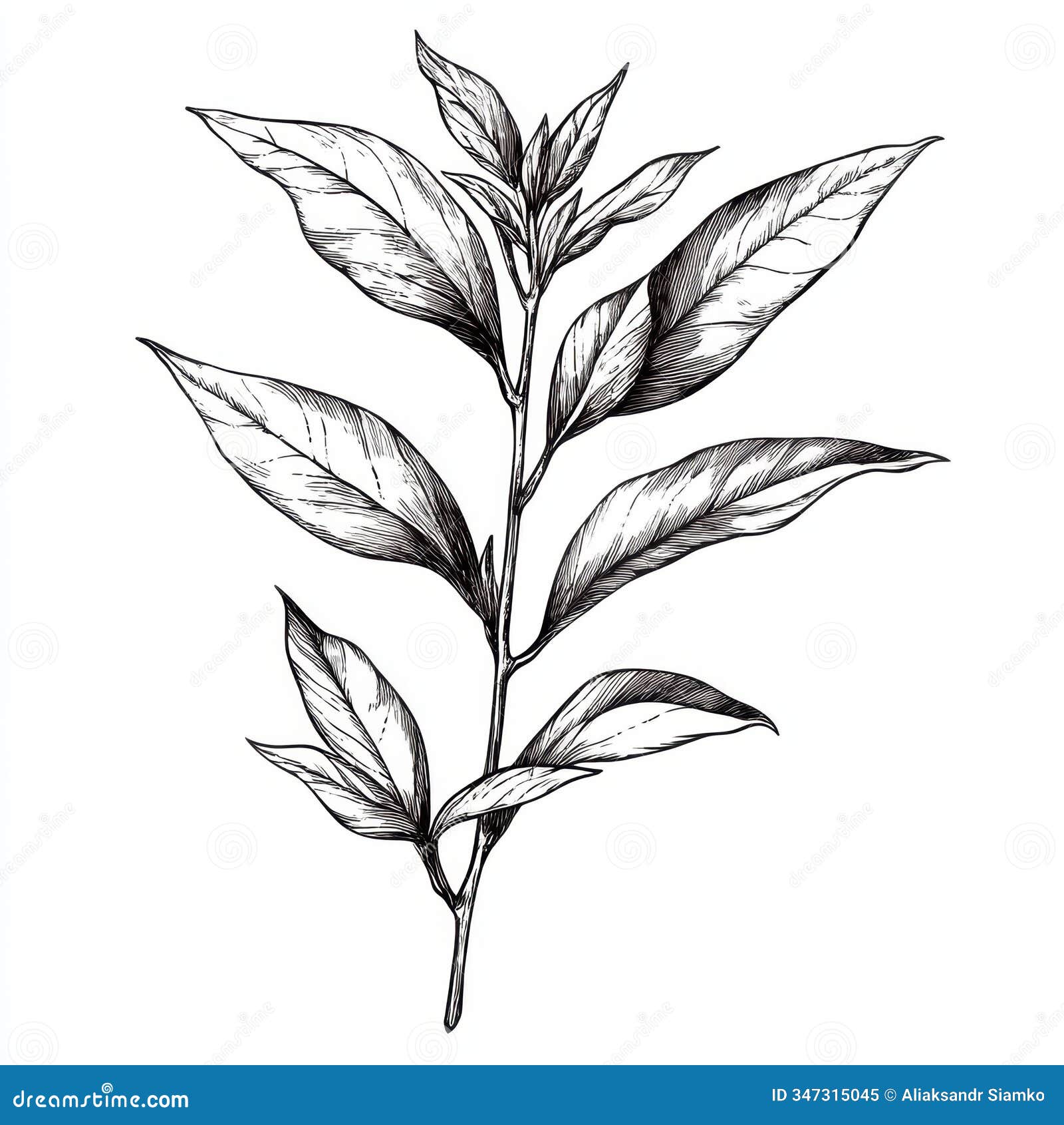 Detailed Illustration of a Leaf Branch with Multiple Leaves Stock ...
