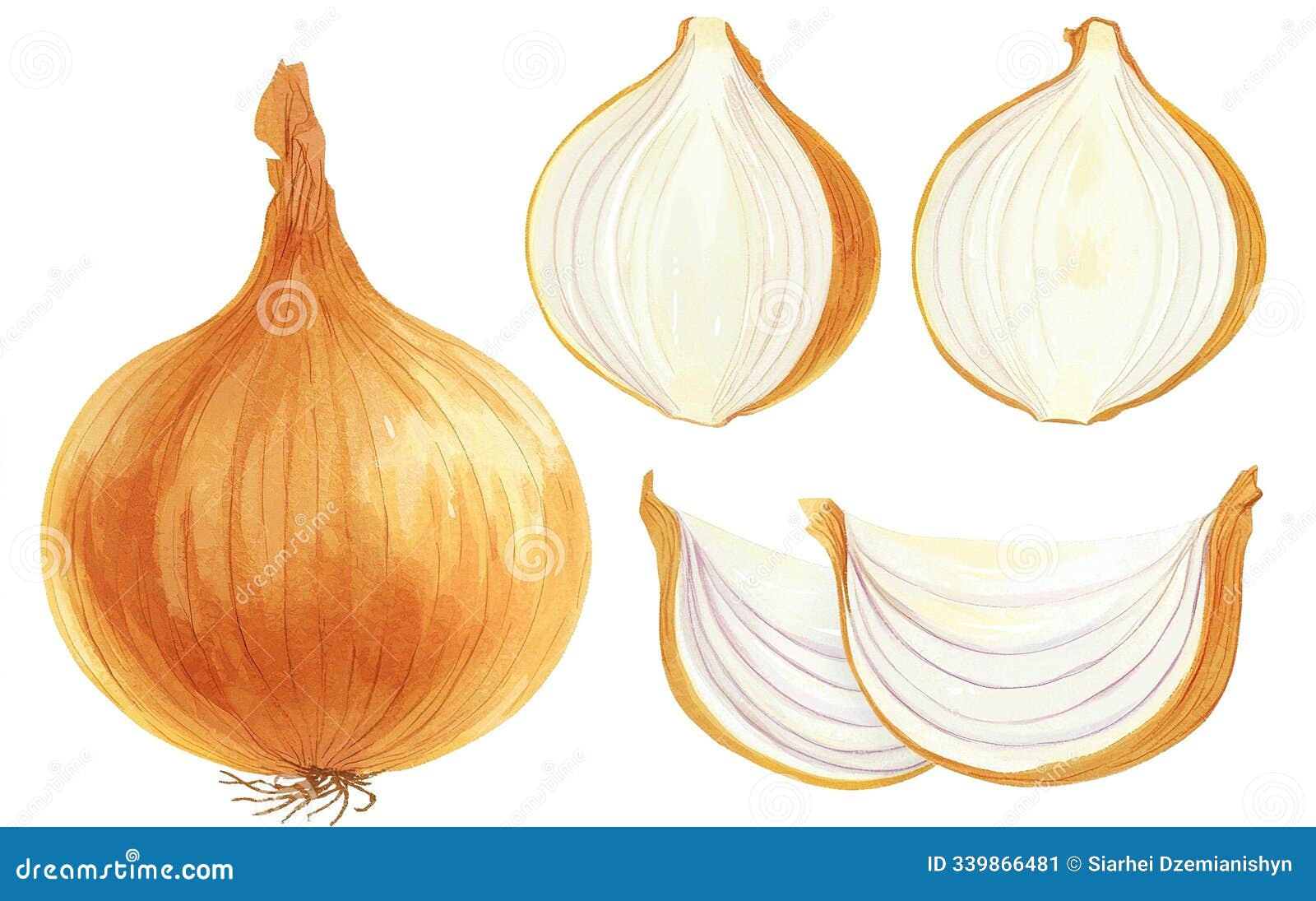 A Detailed Illustration of a Whole Onion and Its Cross-sections ...