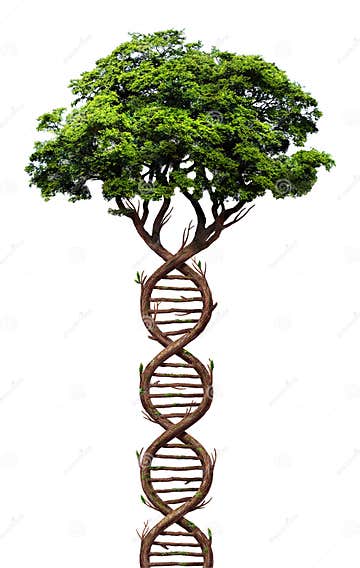Tree of Evolution. Abstract Illustration Stock Image - Image of ...