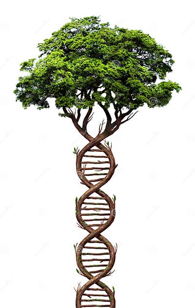 Tree of Evolution. Abstract Illustration Stock Image - Image of ...