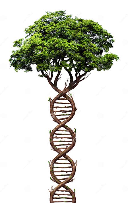 Tree of Evolution. Abstract Illustration Stock Image - Image of ...