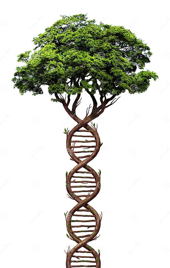 Tree of Evolution. Abstract Illustration Stock Image - Image of ...