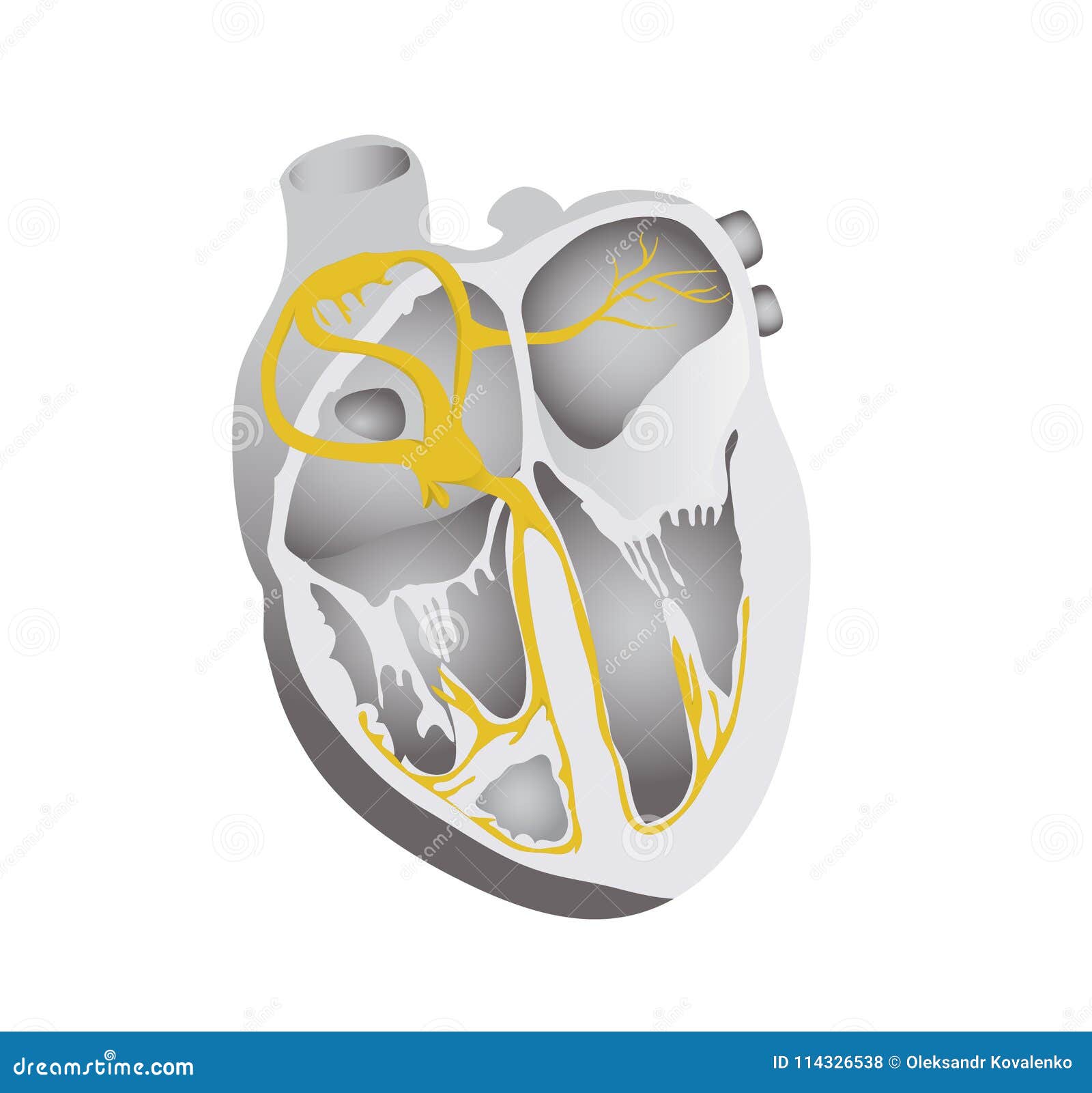 Heart Conduction System. Human Heart Detailed Illustration Stock Vector ... Heart Conduction System. Human Heart Detailed Illustration Stock Vector ...