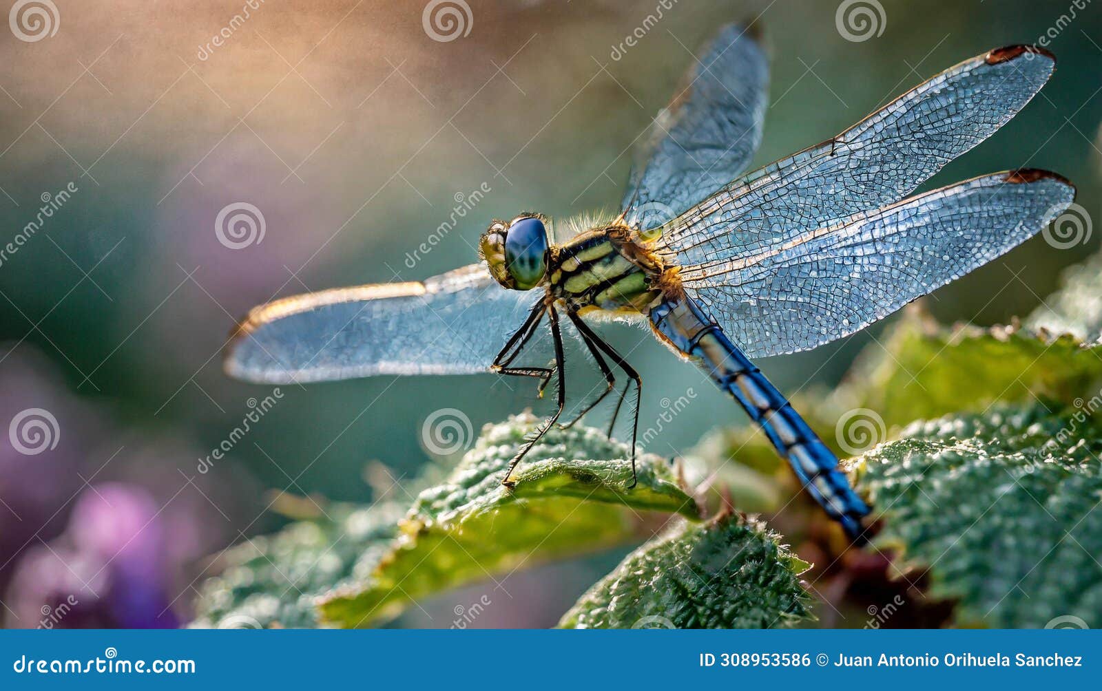 Detailed Image of a Dragonfly Stock Illustration - Illustration of ...