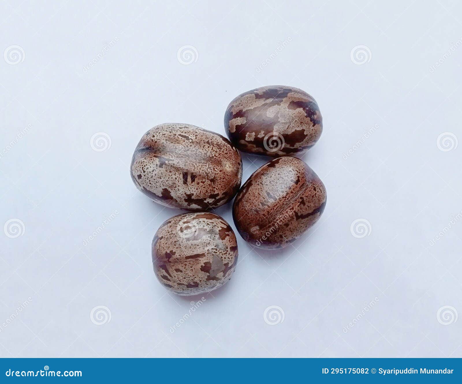 Rubber Tree Seedlings Isolated on White Background Stock Photo - Image ...