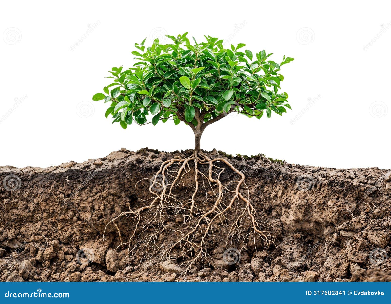 A Detailed Image of Small Tree with Root System Growing Underground ...