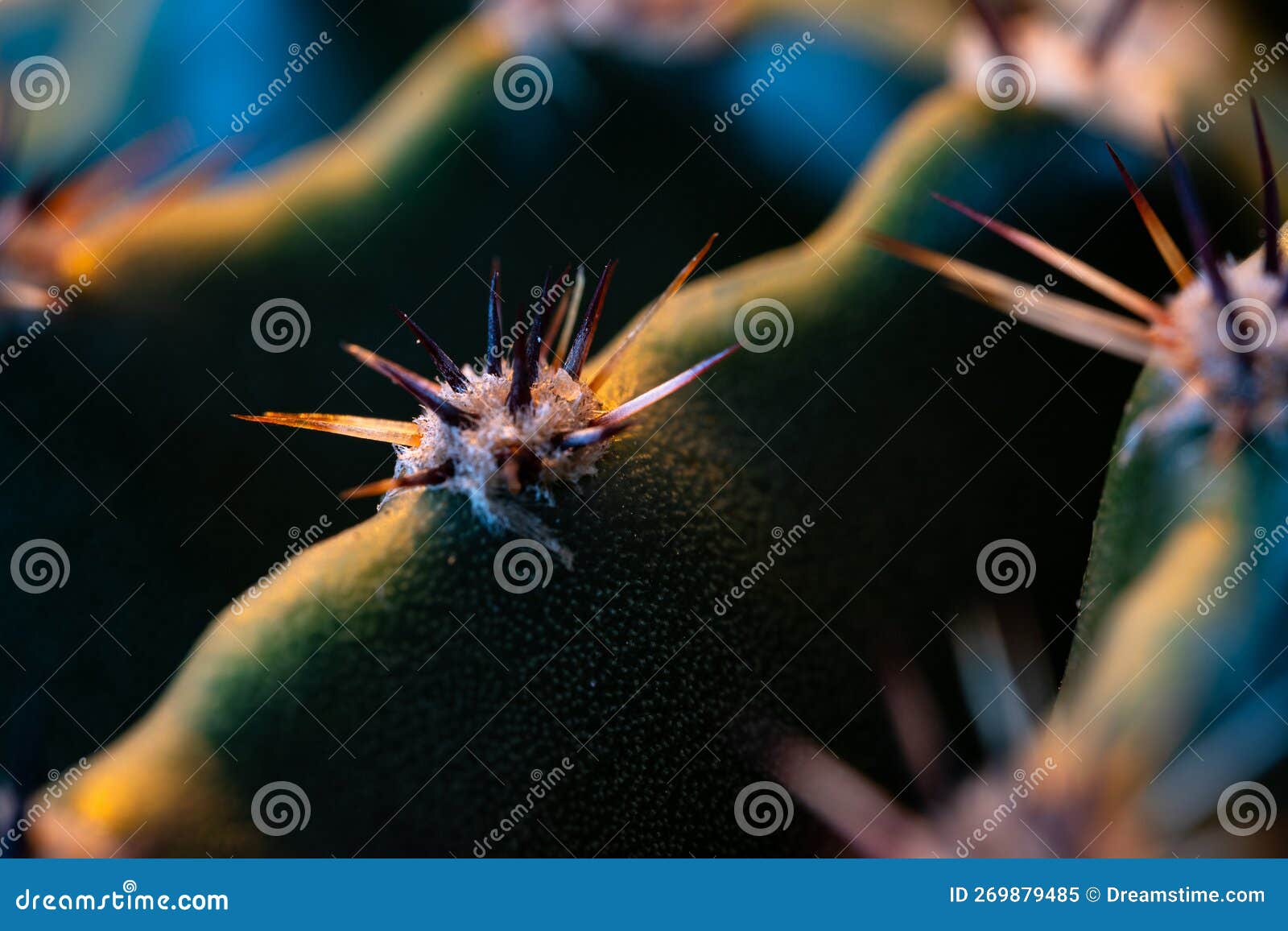 Macro Shot of Cactus Spines Stock Image - Image of cactus, detailed ...