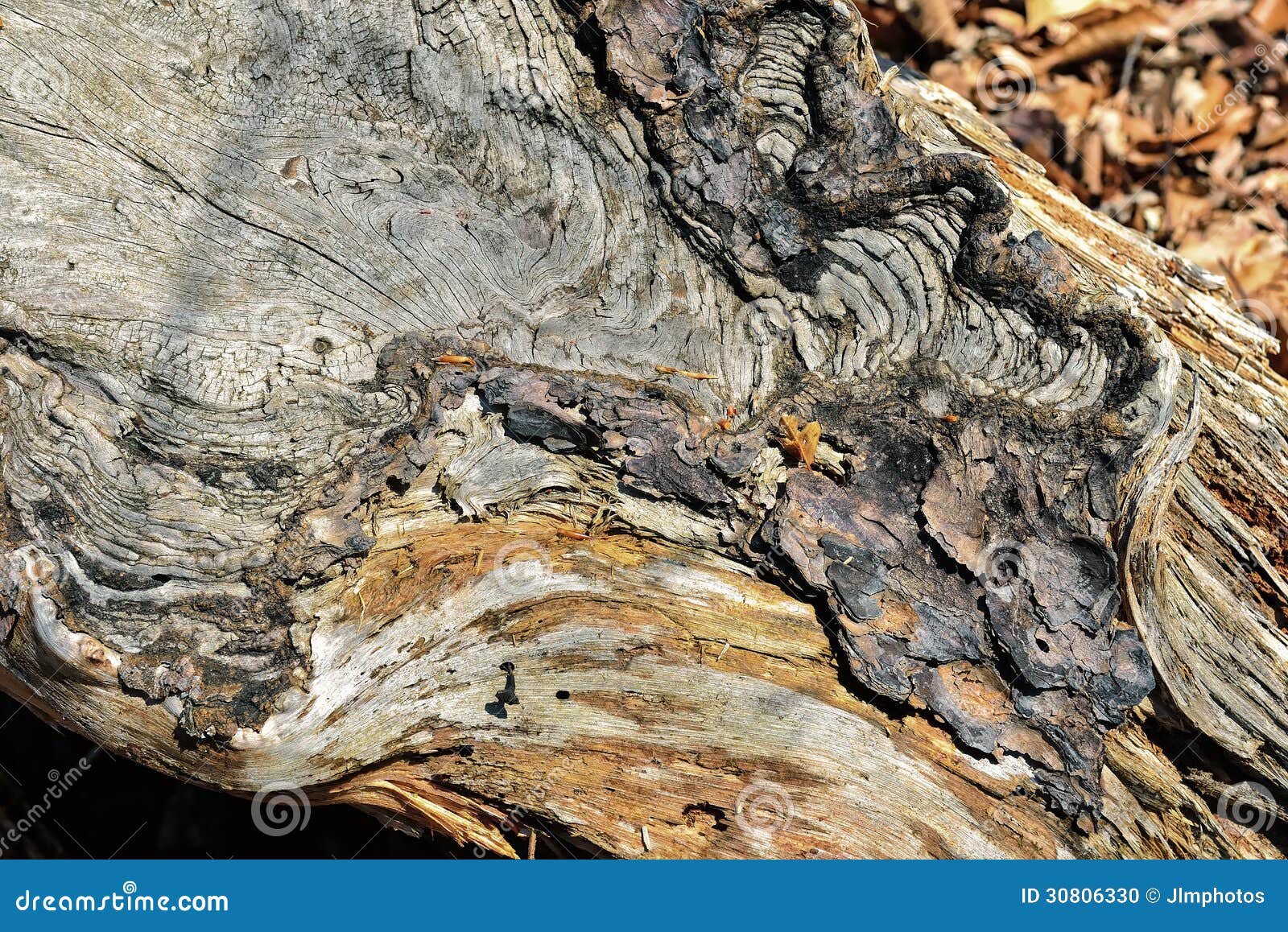 Split Tree Stump Left Over From A Broken And Fallen Tree In An Autumn ...