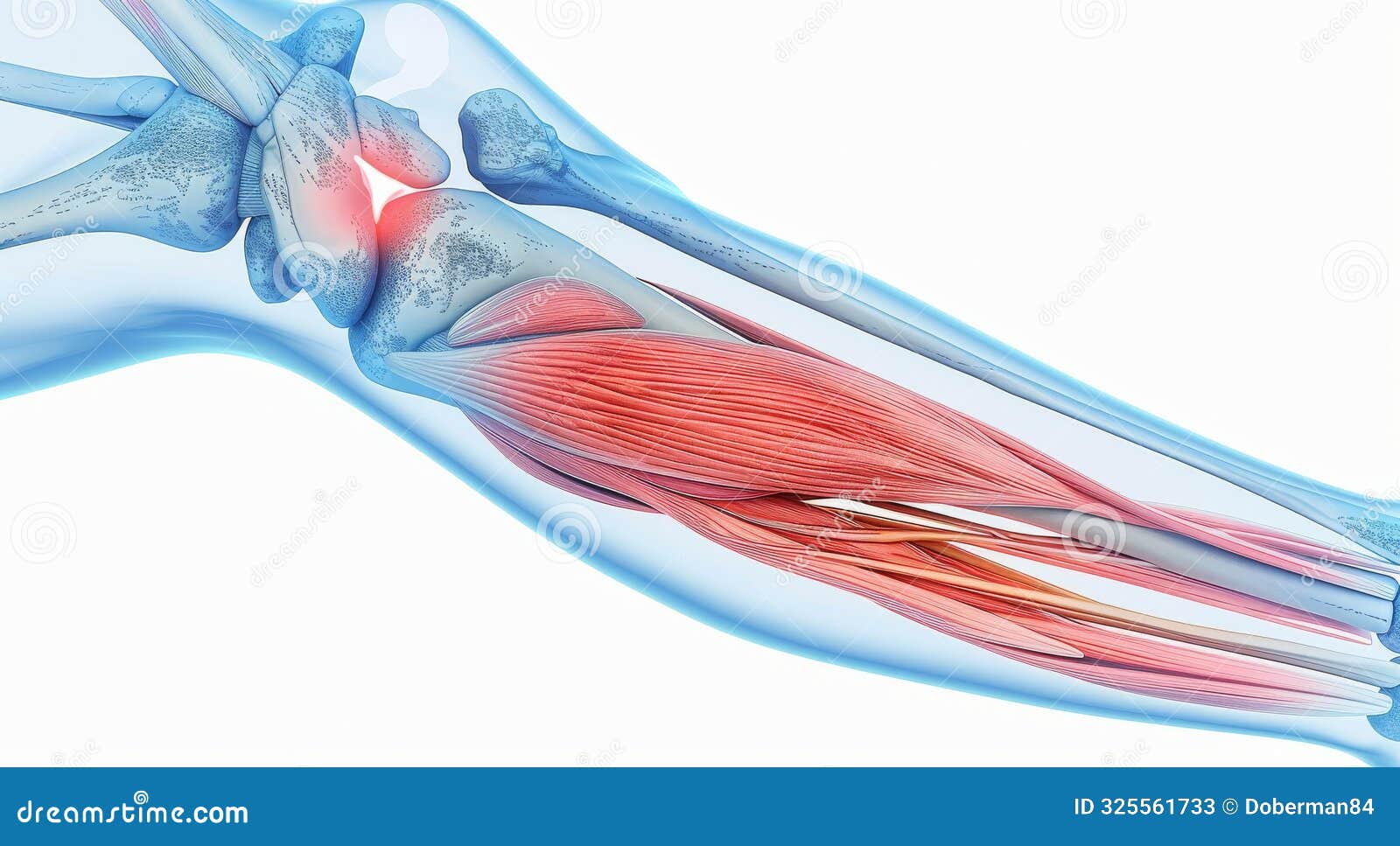 Detailed Isometric View of the Tibia and Fibula Highlighting Muscle and ...