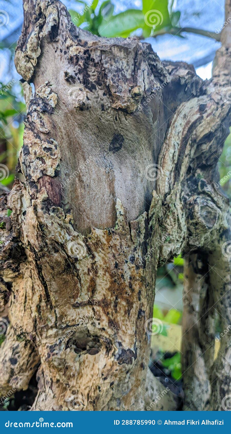 Detailed Landscape of Tree Trunks Stock Photo - Image of woodland, rock ...