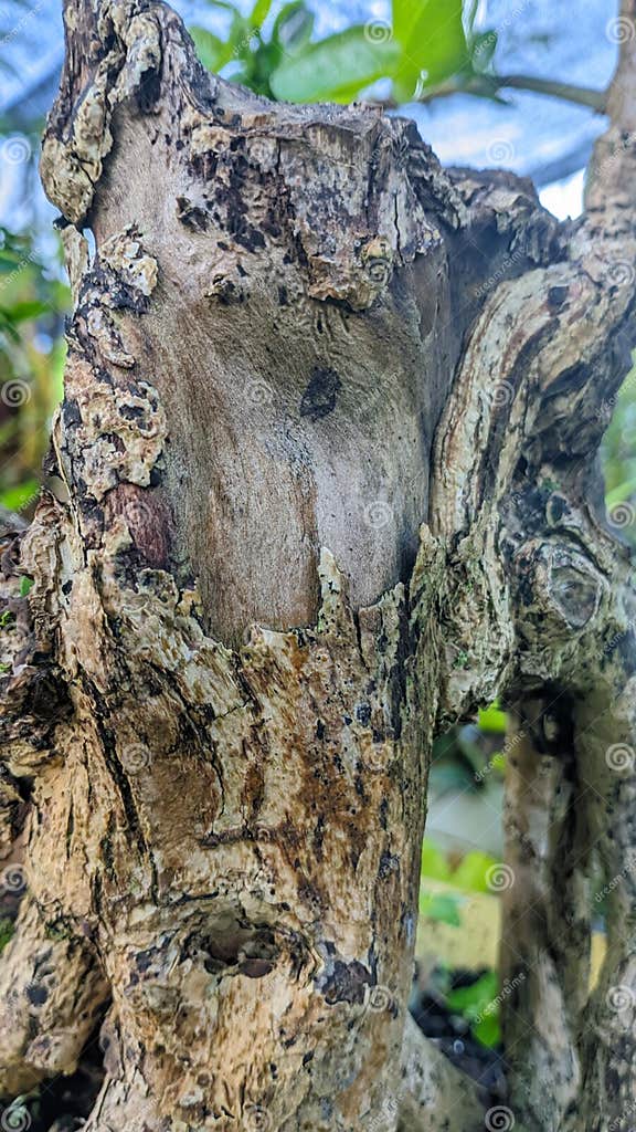 Detailed Landscape of Tree Trunks Stock Photo - Image of woodland, rock ...