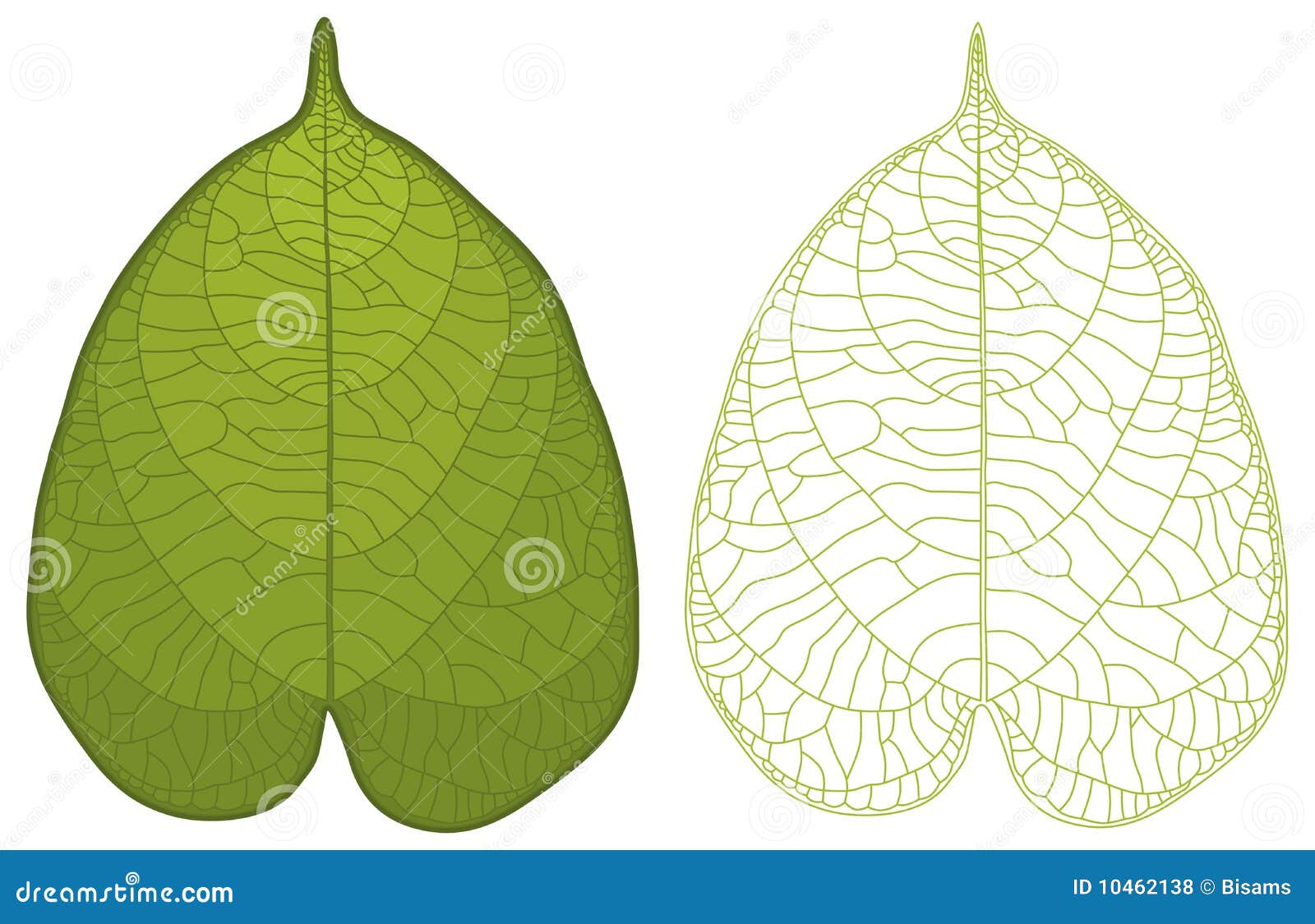 Detailed leaf stock vector. Illustration of environmental - 10462138