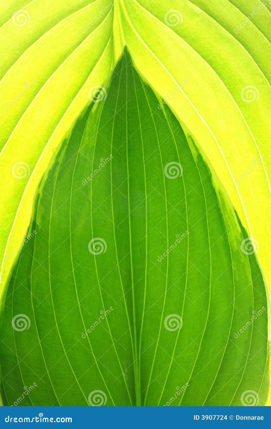 Detailed leaf abstract stock photo. Image of destiny, fresh - 3907724