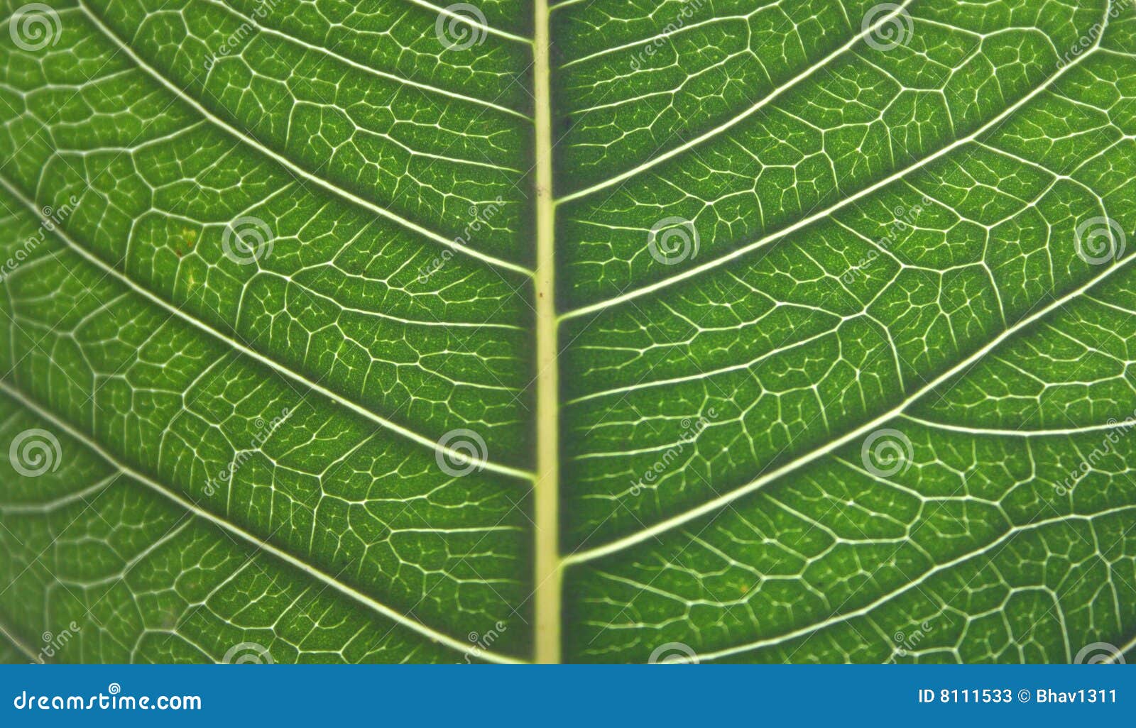 Detailed Leaf Structure stock image. Image of refreshing - 8111533