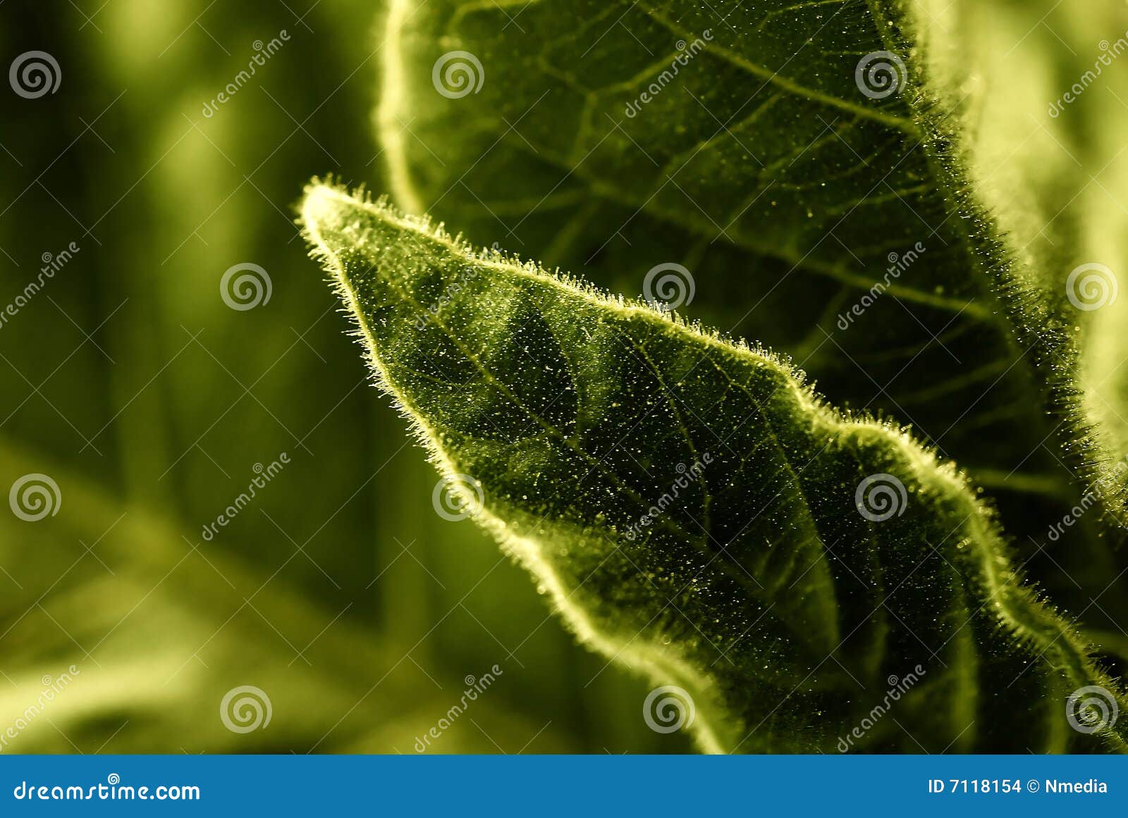 Detailed Leaf Texture stock photo. Image of foliage, environment - 7118154