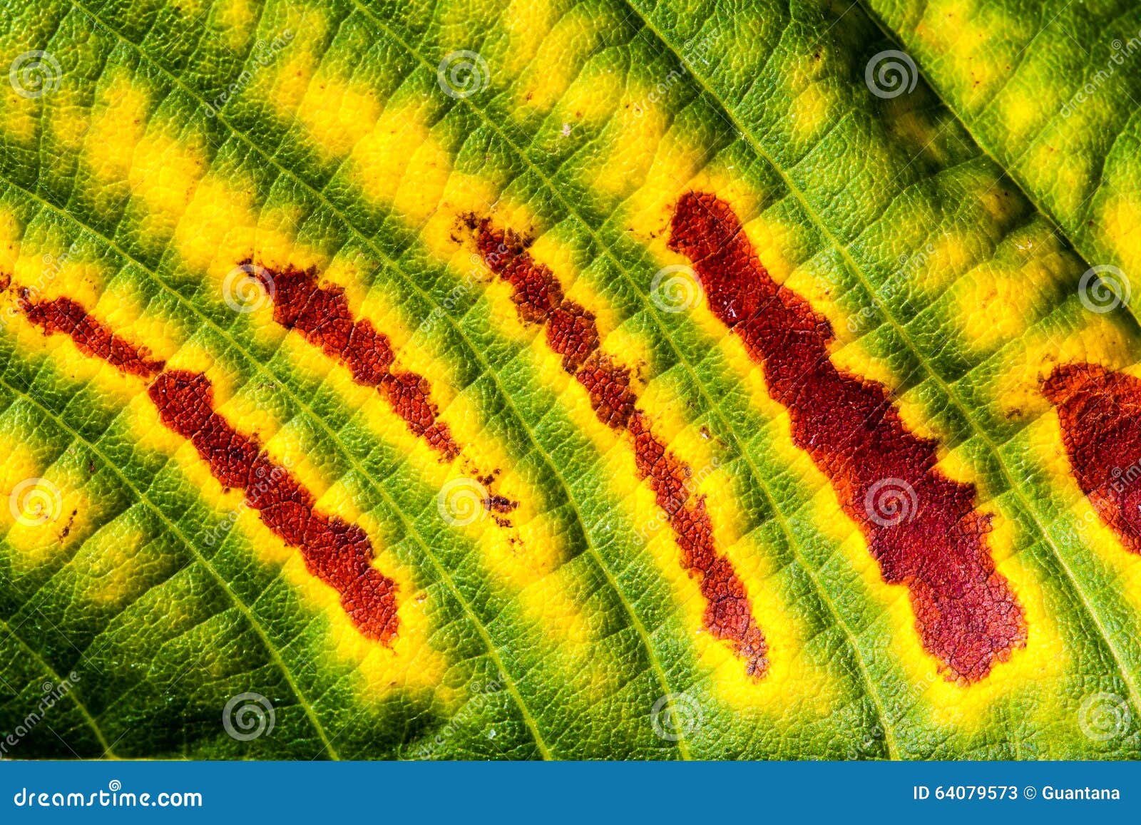 Detailed leaf texture stock image. Image of natural, leaf - 64079573