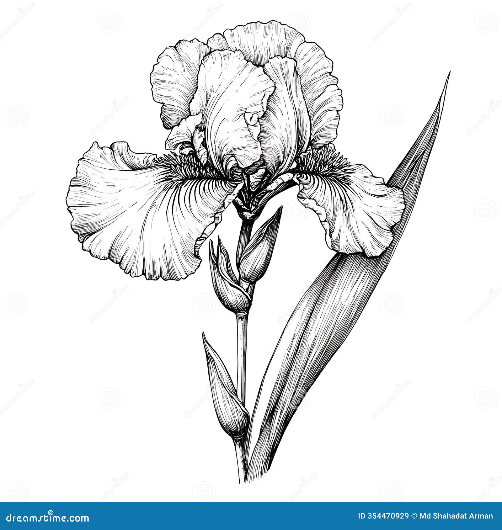 Detailed Line Art Drawing of a Single Iris Flower Stock Illustration ...