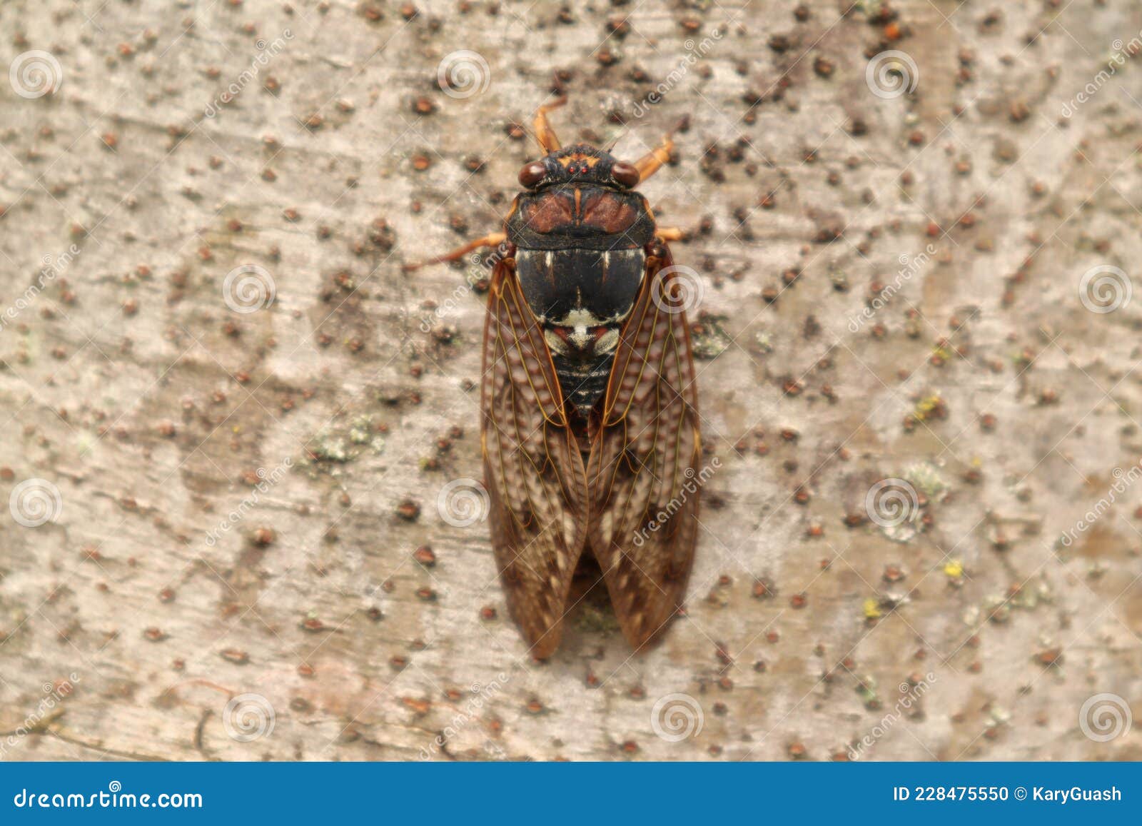 Detailed Macro Image of the Cicada on a Tree Stock Photo - Image of ...