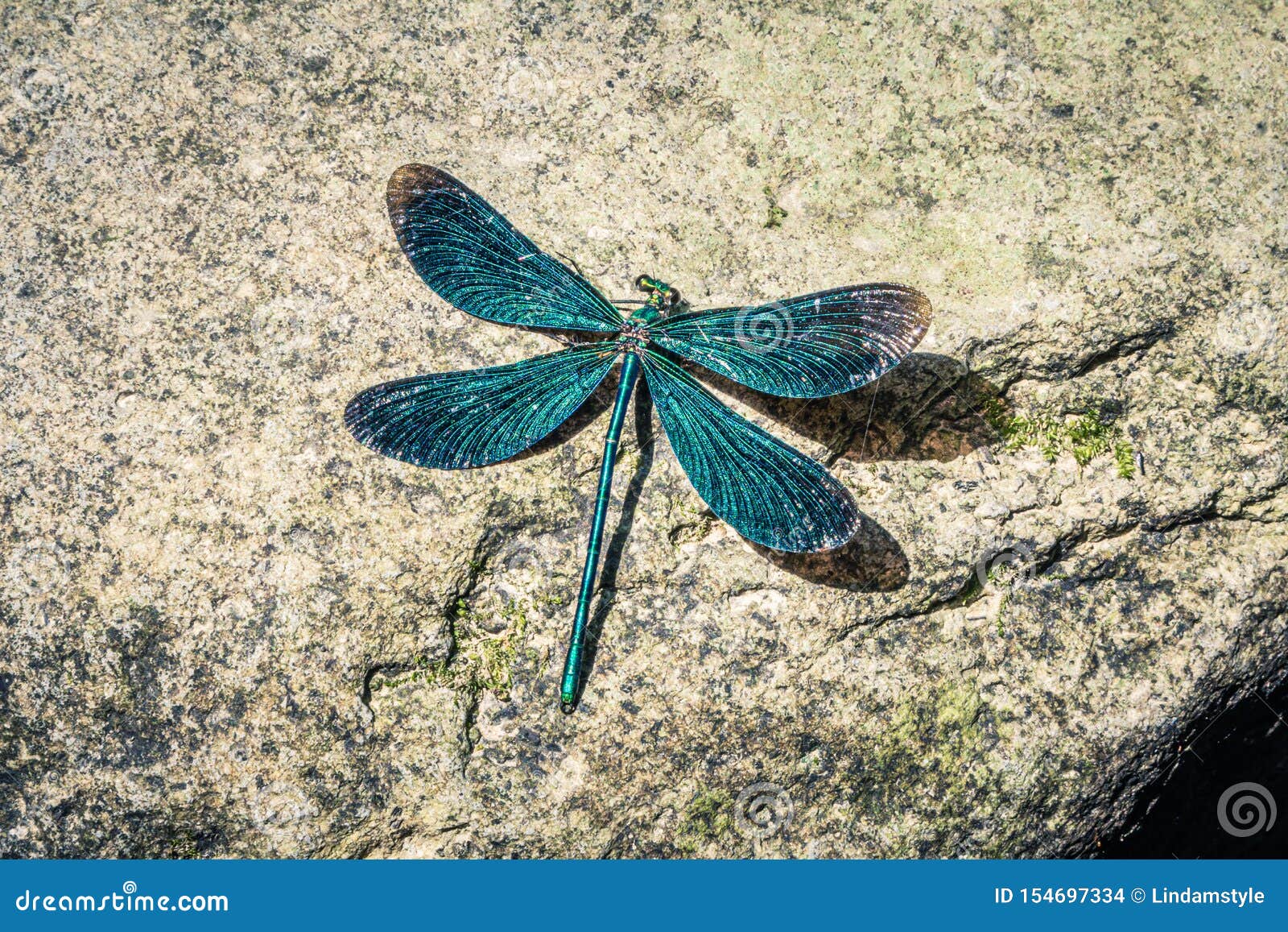 A Colorful Dragonfly On Plant . Closeup Of A Dragonfly Odonata Sitting ...