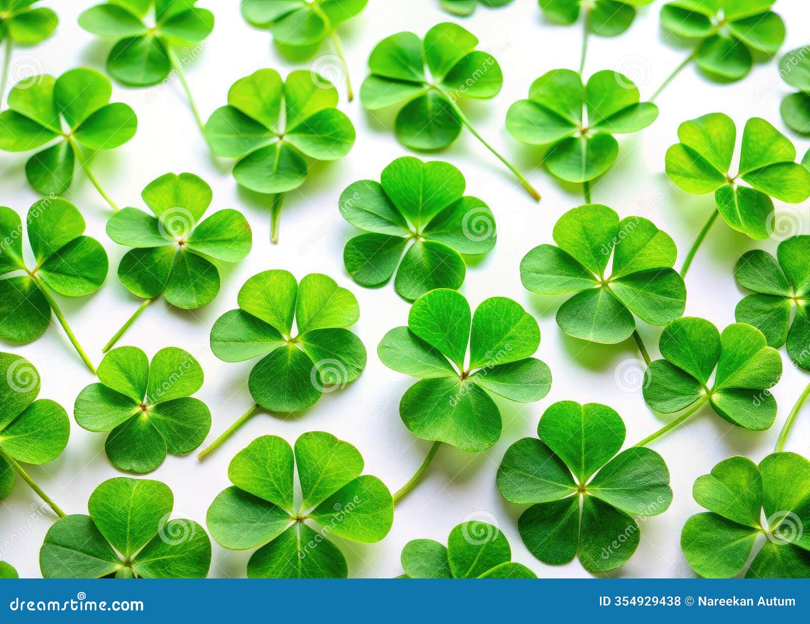 Detailed Macro Photography of a FourLeaf Clover a HighDepthofField ...