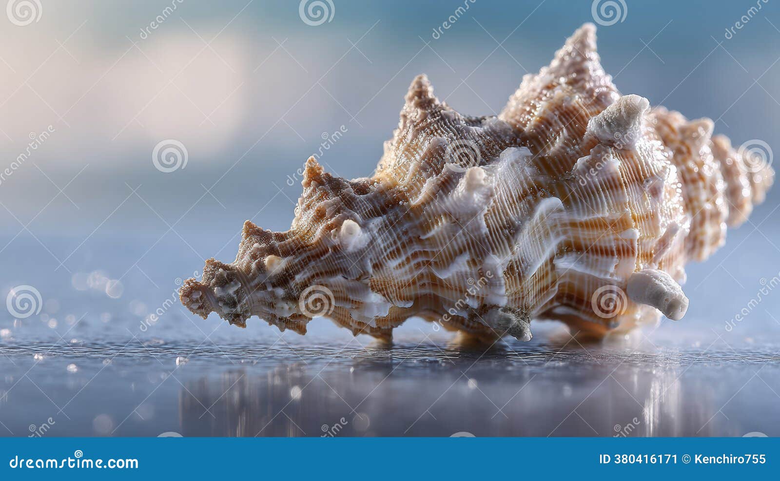 Shell On Reflective Surface Royalty-Free Stock Photo | CartoonDealer ...
