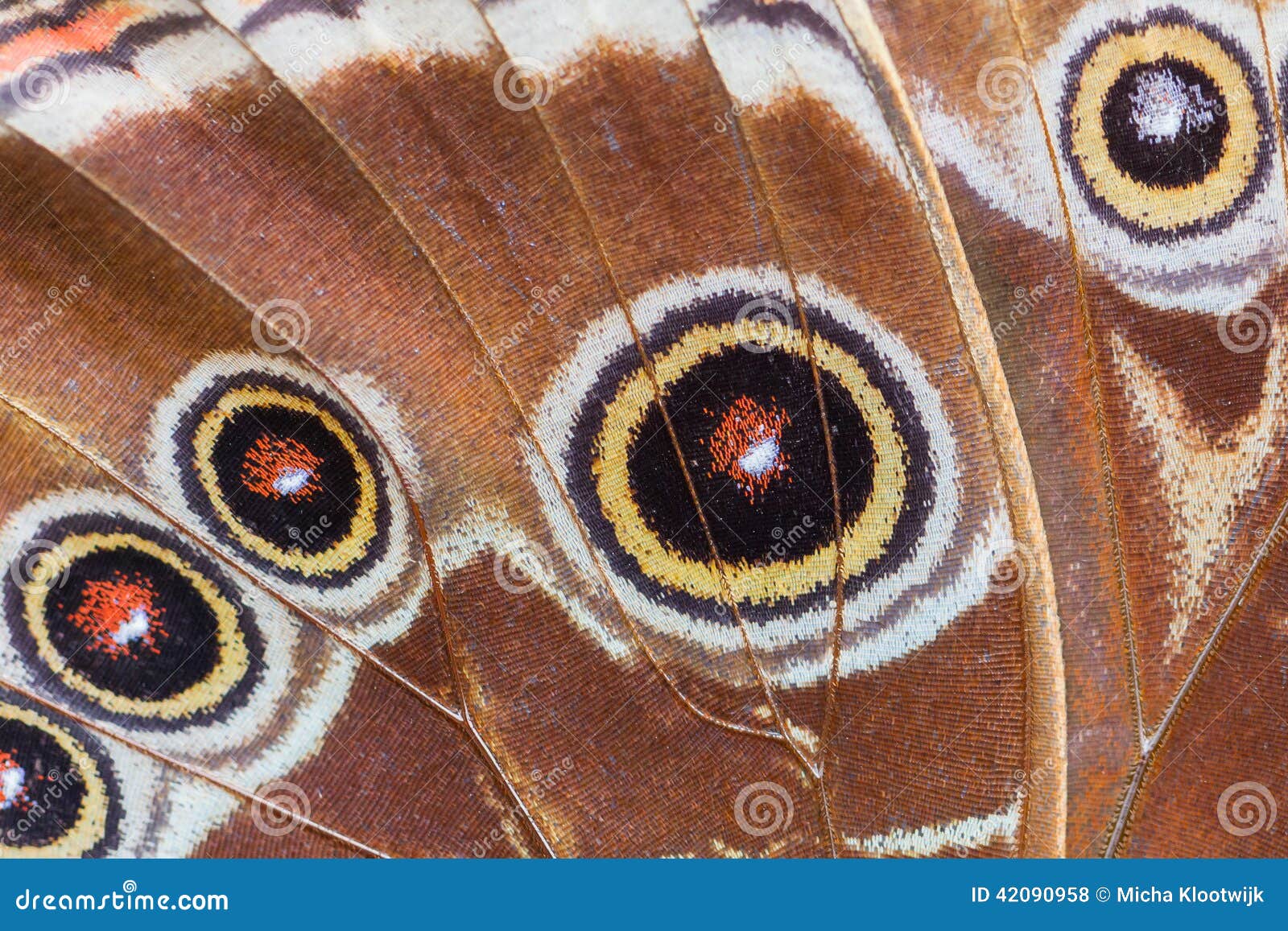 Detailed Macro of Tropical Butterfly Wing Stock Photo - Image of yellow ...