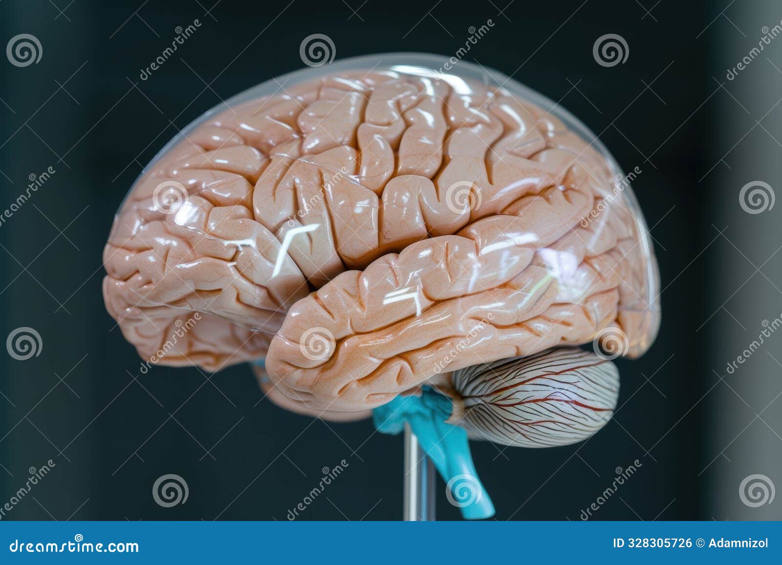 Detailed Model of the Human Brain Stock Illustration - Illustration of ...