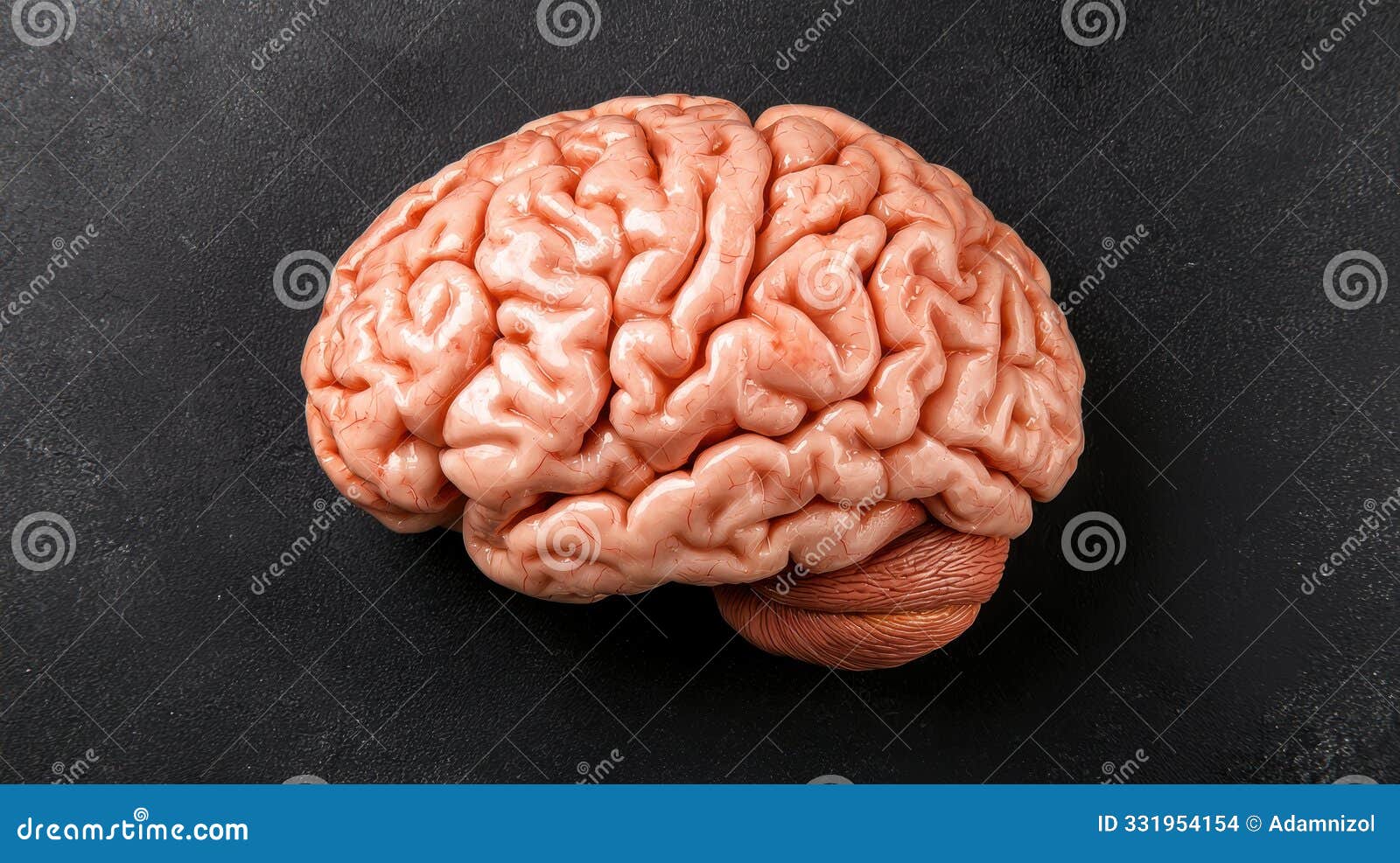 Detailed Model of the Human Brain Stock Illustration - Illustration of ...