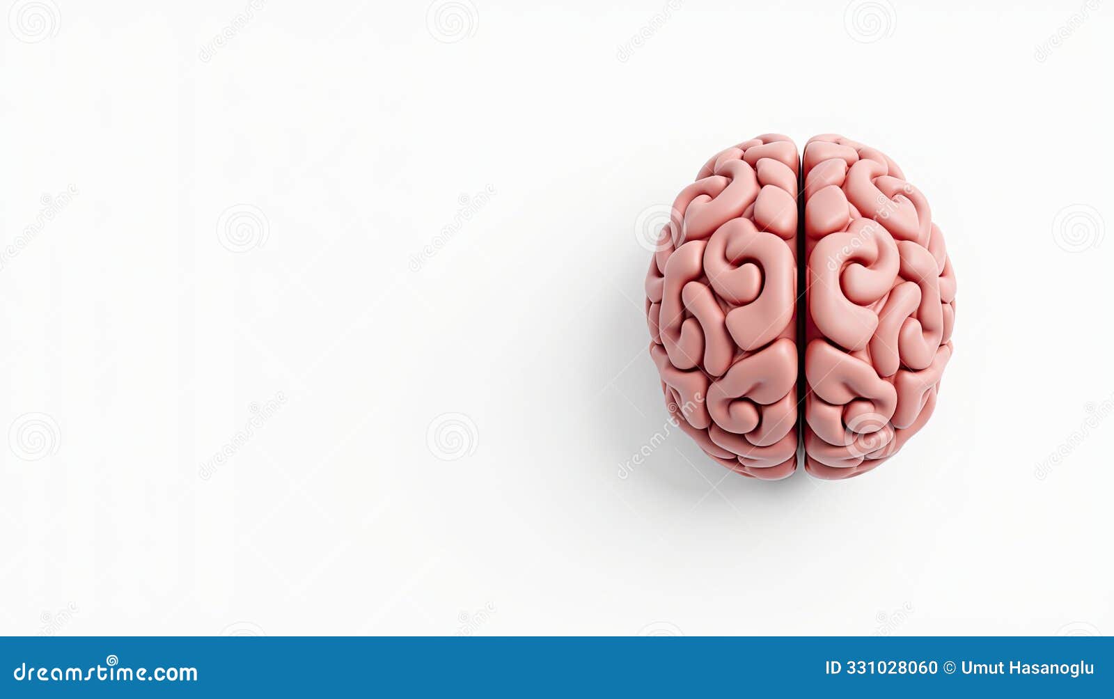 A Detailed Model of the Human Brain, Split into Two Hemispheres, on a ...
