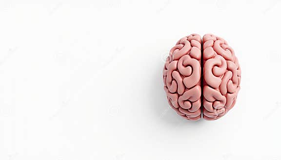 A Detailed Model of the Human Brain, Split into Two Hemispheres, on a ...