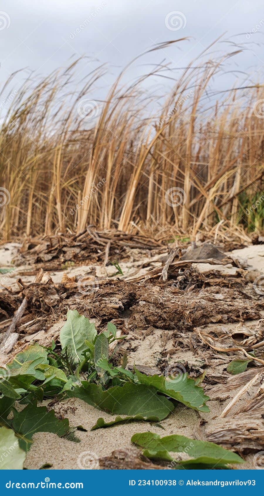 Detailed Nature Photography. Stock Photo - Image of nature, crop: 234100938