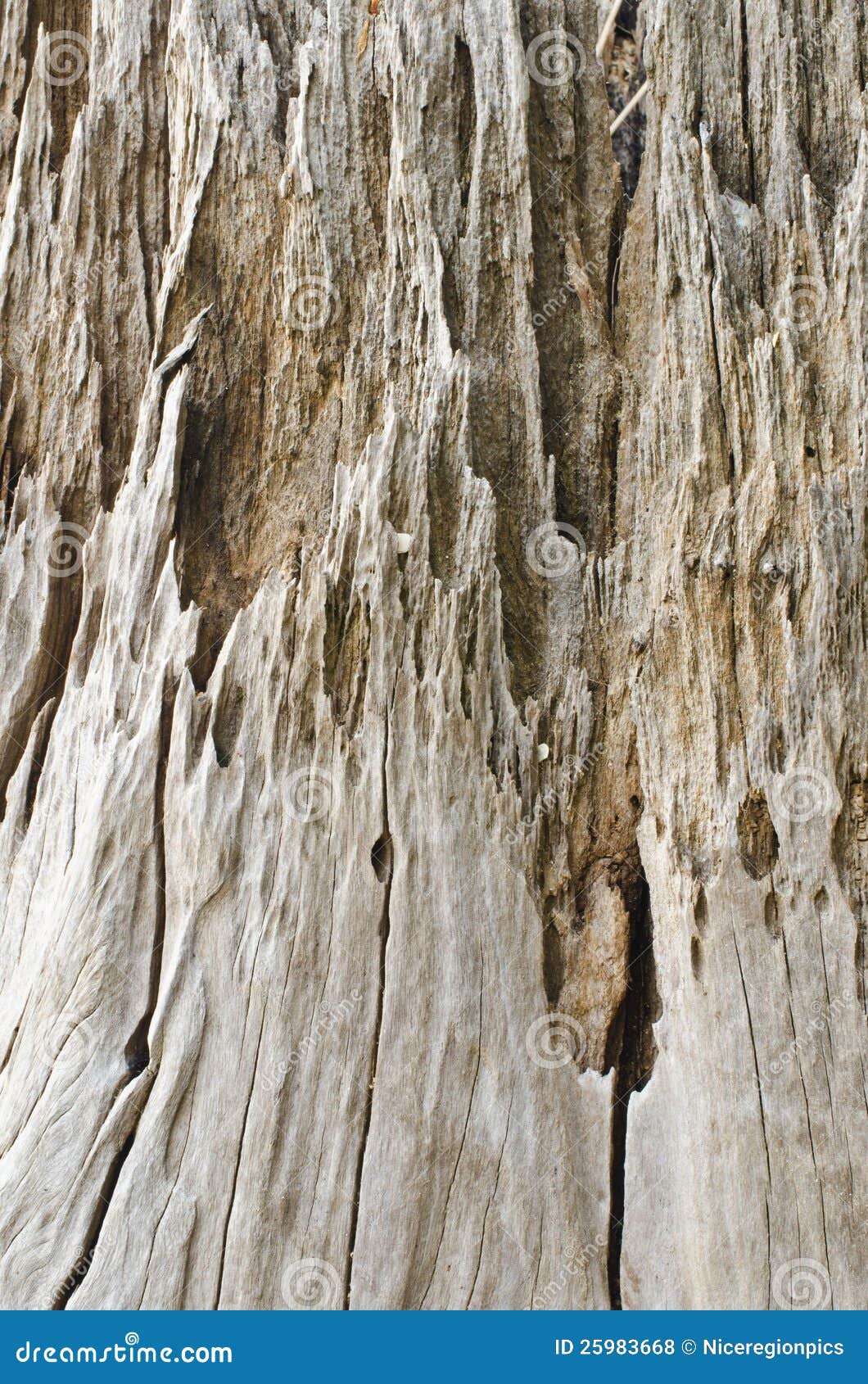 Detailed old stump. stock photo. Image of textured, stump - 25983668