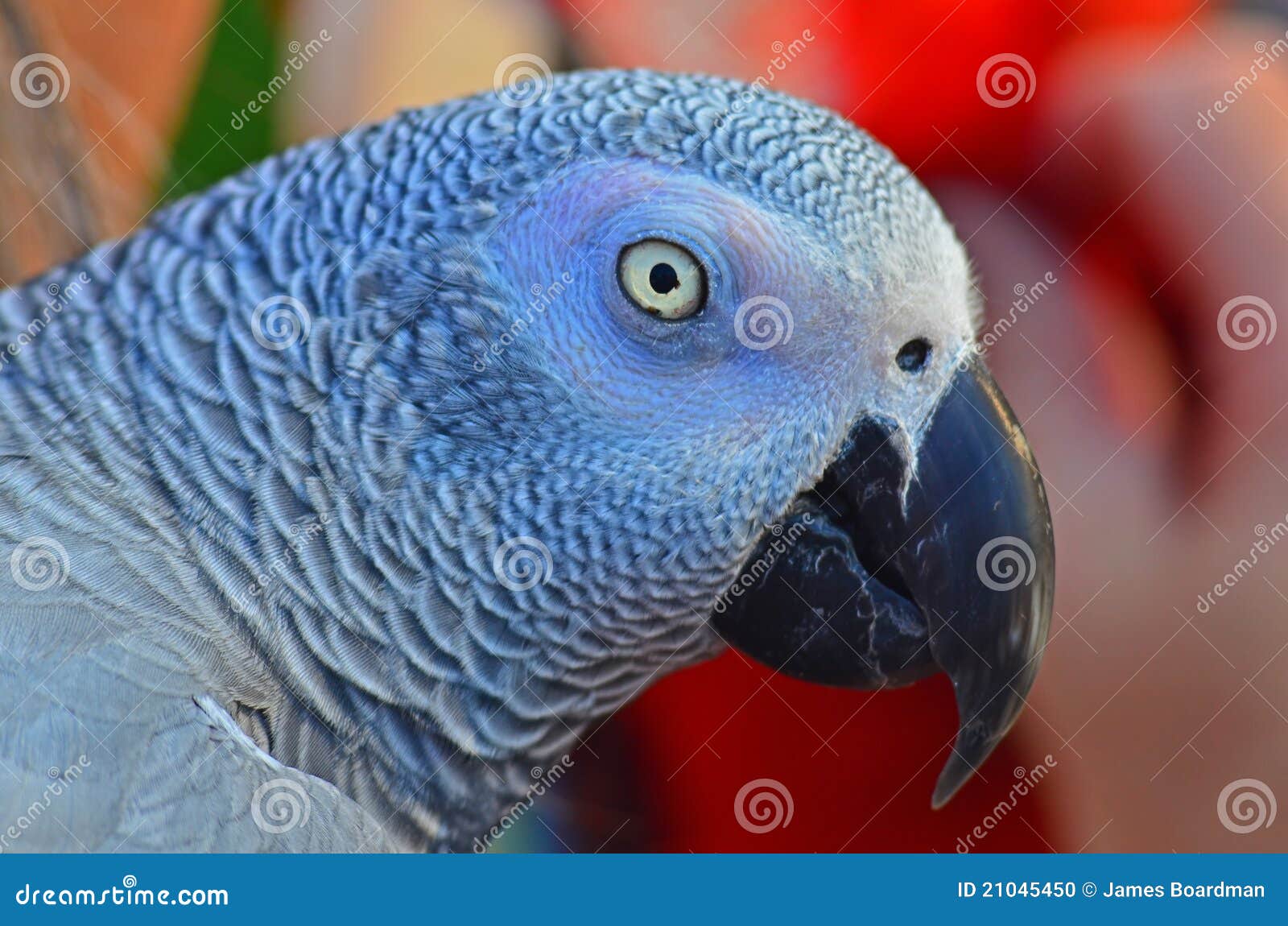 Detailed parrot head shot stock photo. Image of parrot - 21045450