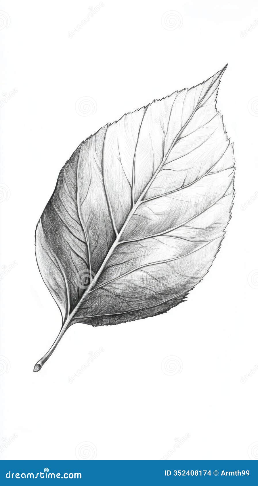 Detailed Pencil Sketch of a Single Leaf Stock Illustration ...