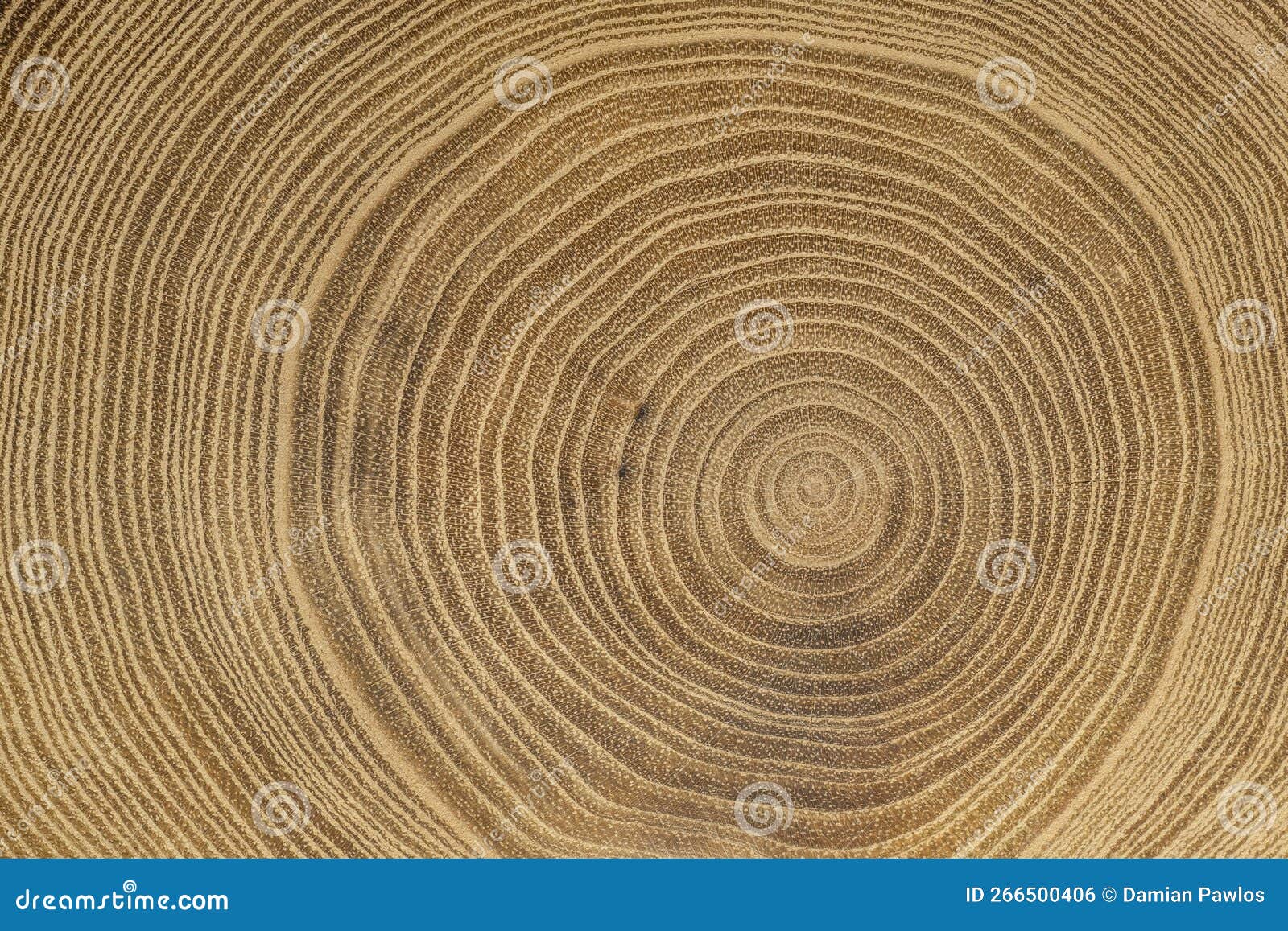 Detailed Photo of Annual Tree Rings on a Maple Tree. Pattern in Nature ...