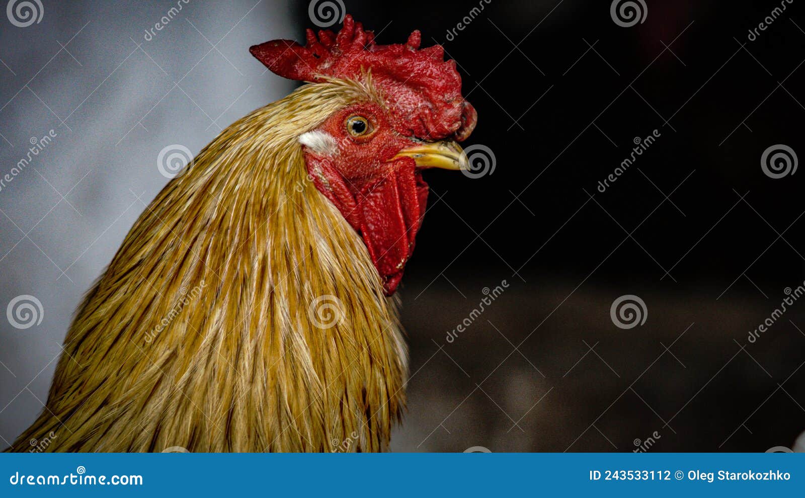 Detailed Photo of Bird, Rooster, Red Comb Stock Photo - Image of ...