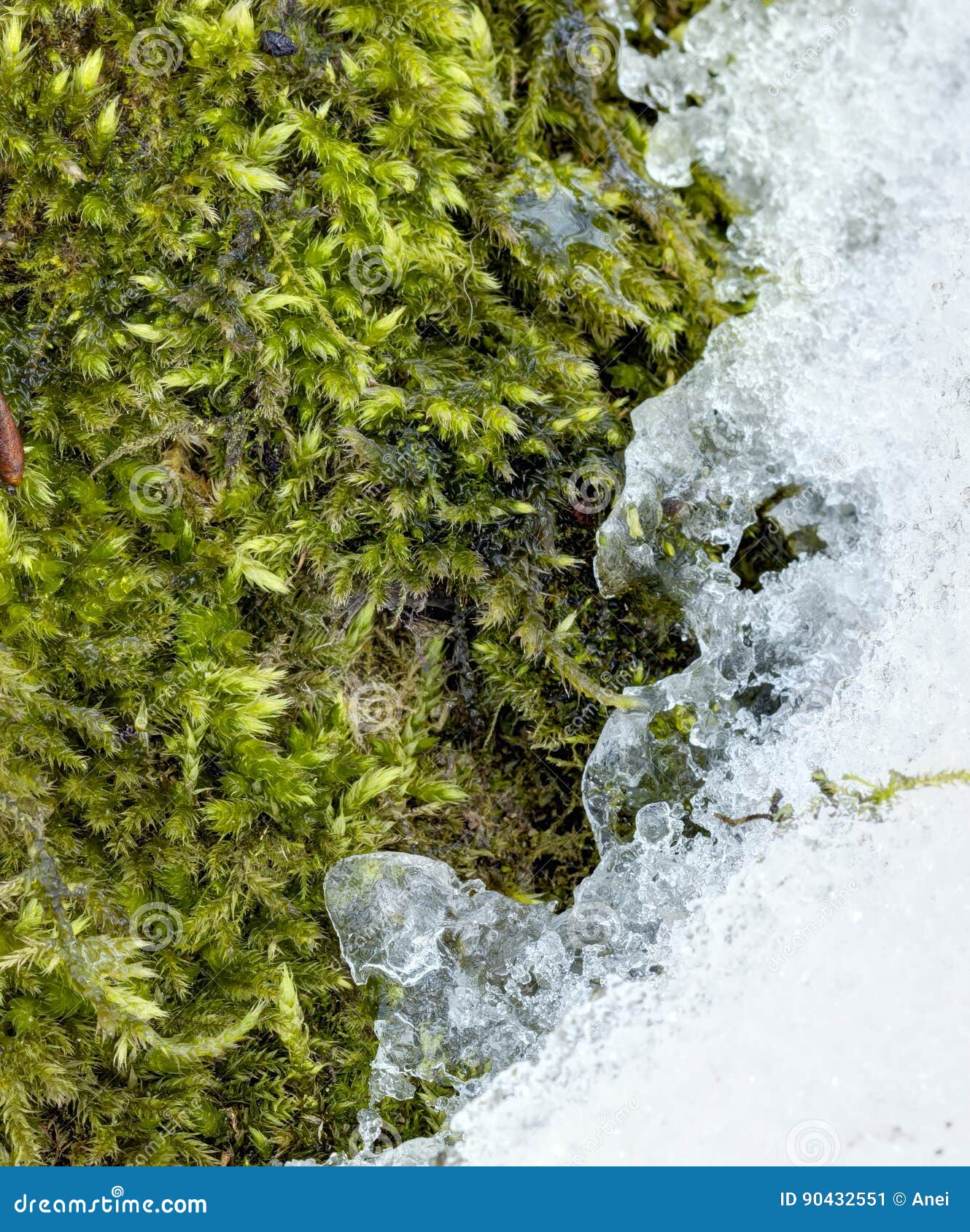 Detailed Photo of Moss Growing on Tree Bark Bordering with Melting Ice ...