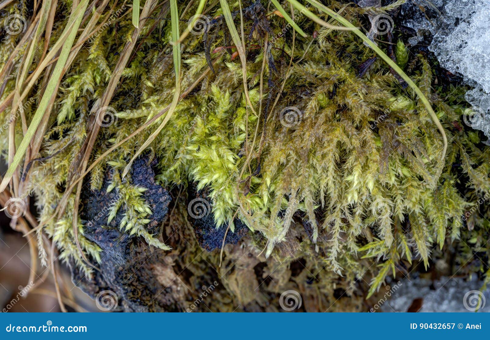 Detailed Photo of Moss Growing on Tree Bark Bordering with Melting Ice ...